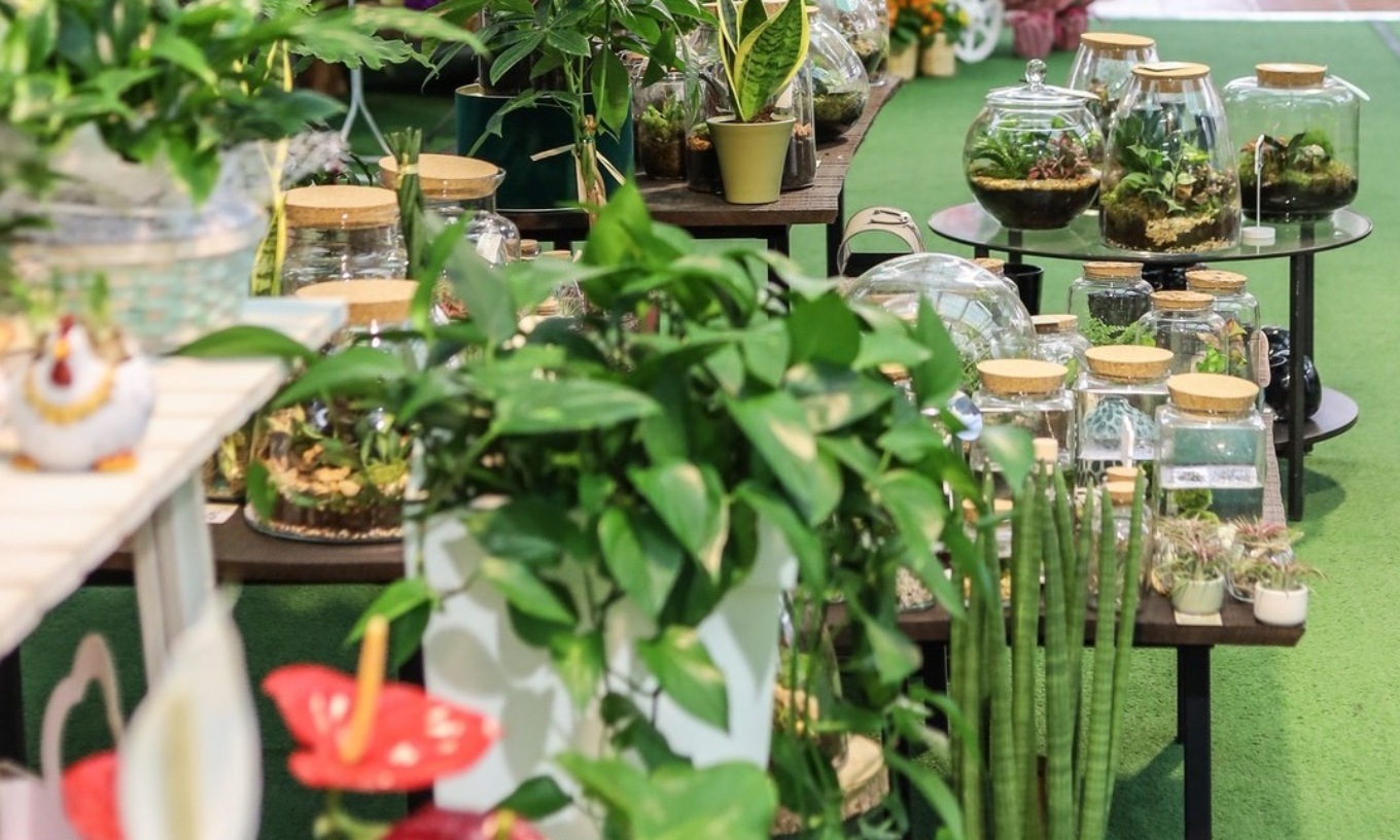 Piante da interno: rendono la casa più bella e più sana - Prima Milano ...